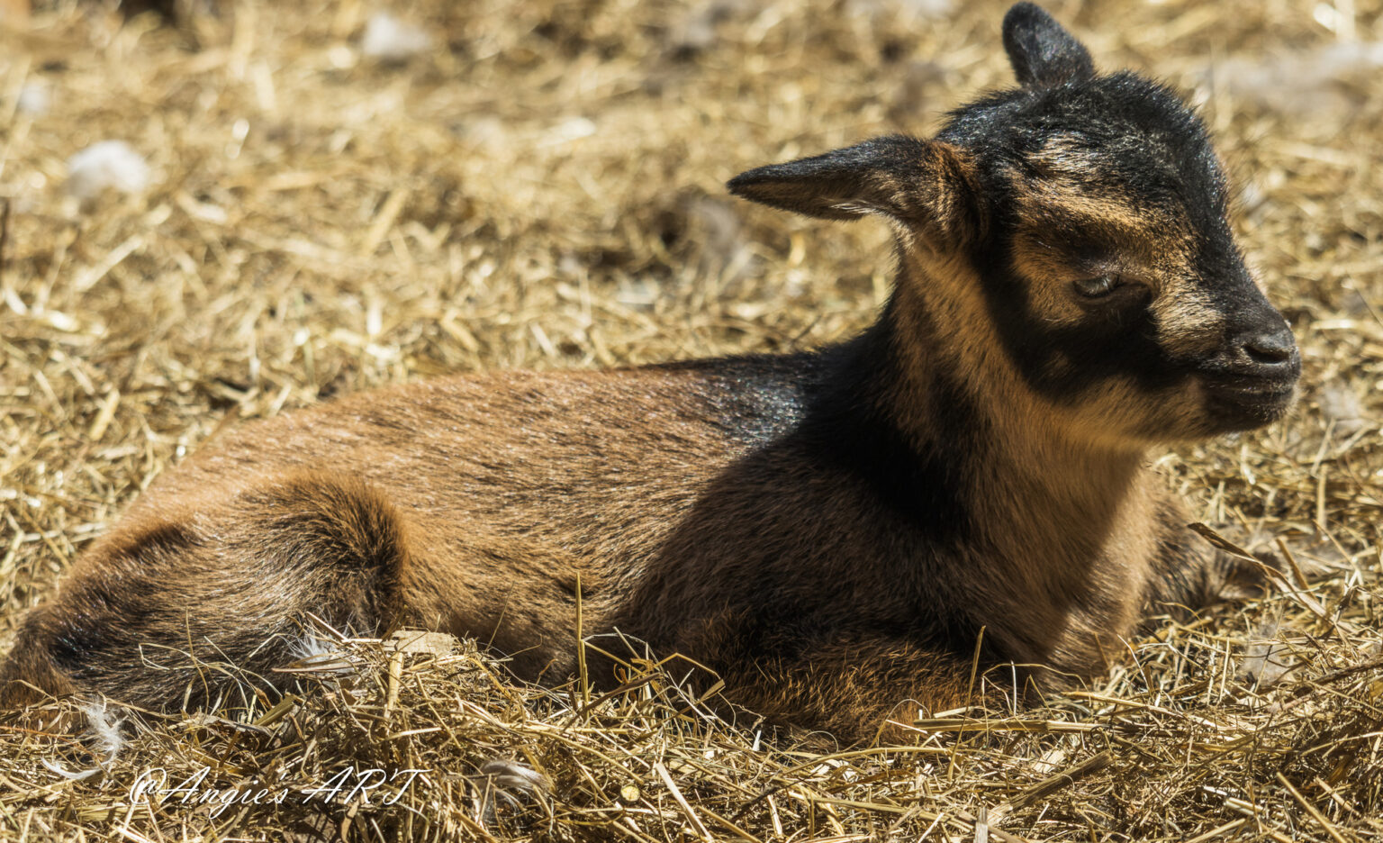 Learning to Cull the Herd - Countryside